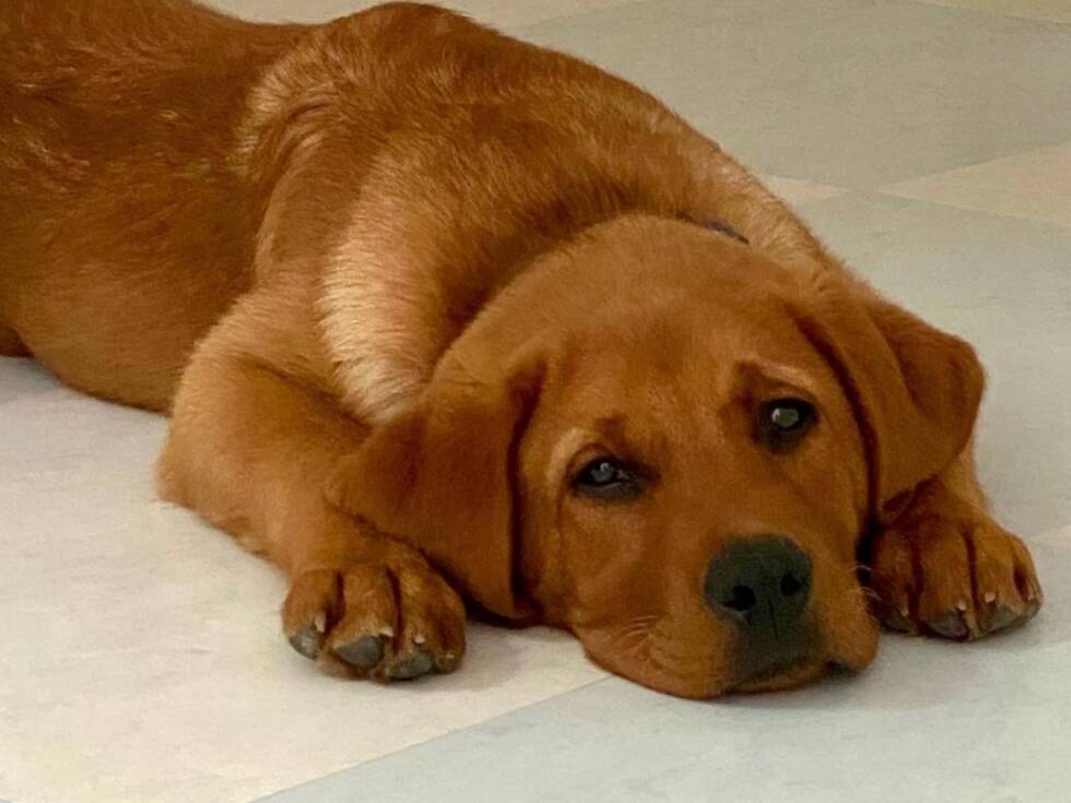 The Strudwick File: Strud 1, Toy 0 – Megyn Kelly