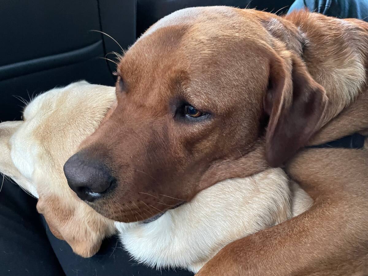 The Strudwick File: Gas Gate – Megyn Kelly