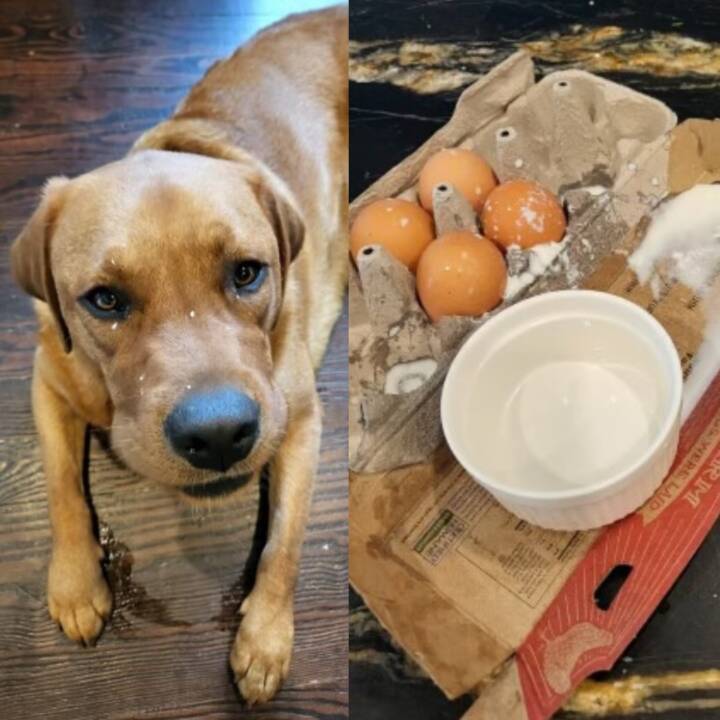 The Strudwick File: Strud Really Milks It – Megyn Kelly