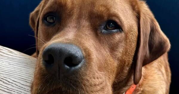 The Strudwick File: The Package Protection Program – Megyn Kelly