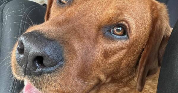 The Strudwick File: Dog Days of Summer – Megyn Kelly