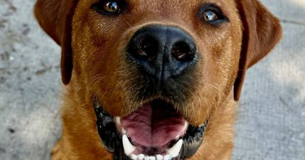 The Strudwick File: Coffee Talk – Megyn Kelly