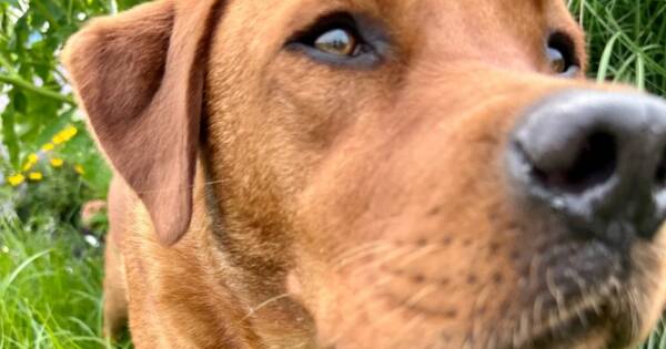 The Strudwick File: Strud’s Pipe Dream? – Megyn Kelly