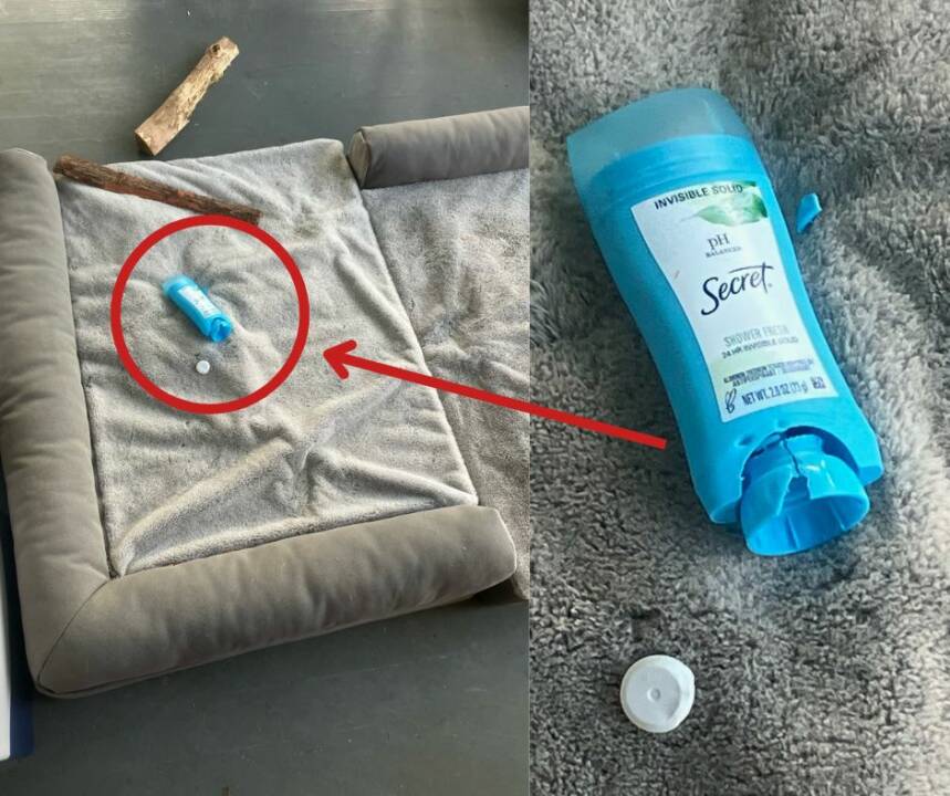 The Strudwick File: Dog Sitting Drama – Megyn Kelly