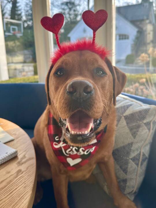 The Strudwick File: All Dressed Up – Megyn Kelly