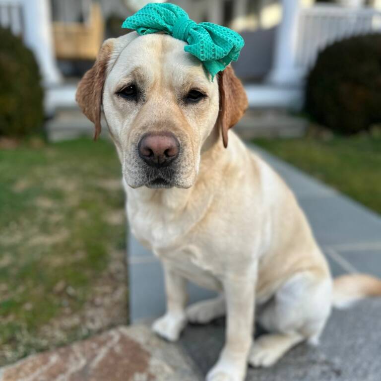 The Strudwick File: All Dressed Up – Megyn Kelly