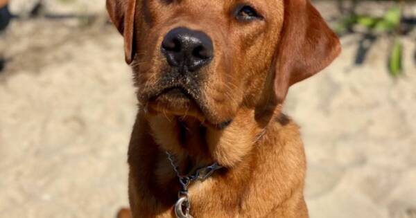 The Strudwick File: Strud’s Summer Saga, Part I – Megyn Kelly