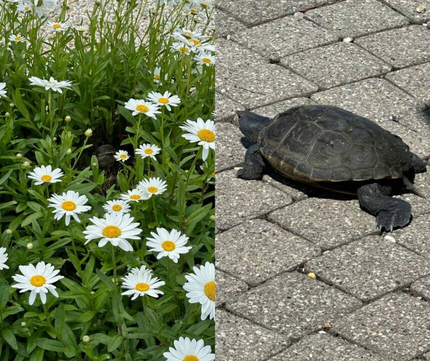 The Strudwick File: Strud’s Summer Saga, Part I – Megyn Kelly