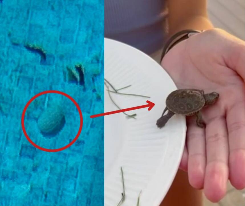 The Strudwick File: Strud’s Summer Saga, Part II – Megyn Kelly