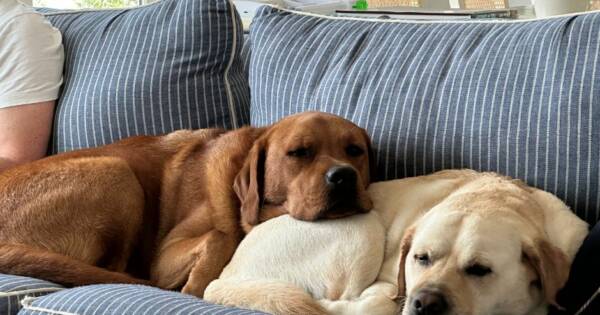 The Strudwick File: Strud’s Summer Saga, Part III – Megyn Kelly