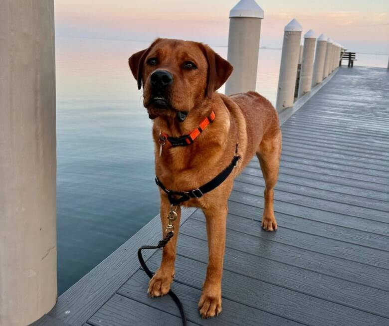 The Strudwick File: Duck, Duck, Turtle – Megyn Kelly