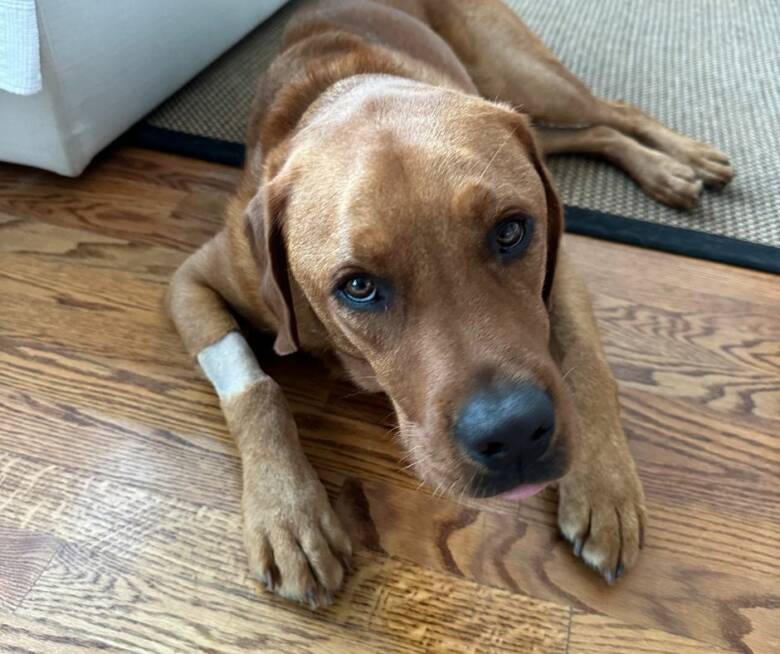 The Strudwick File: Strud’s Dogged Recovery – Megyn Kelly