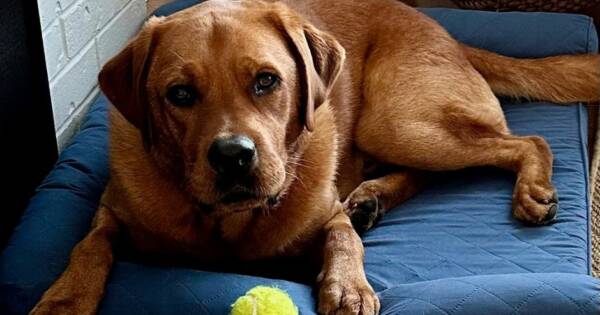 The Strudwick File: Meet Dr. Strud – Megyn Kelly