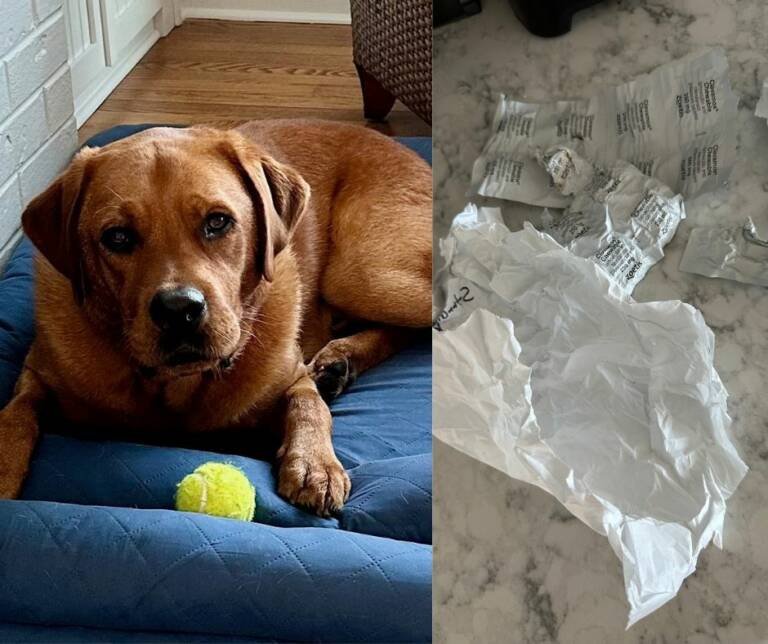 The Strudwick File: Meet Dr. Strud – Megyn Kelly