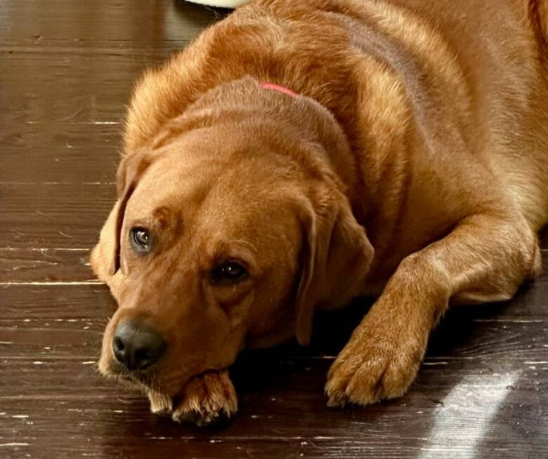 The Strudwick File: Adventure Tails – Megyn Kelly