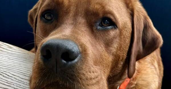 The Strudwick File: Let Them Eat Cake – Megyn Kelly