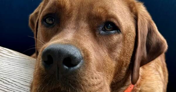 The Strudwick File: One in a Melon – Megyn Kelly