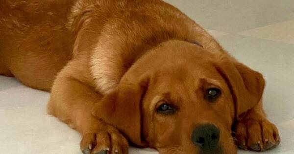 The Strudwick File: Strud Goes Nuts – Megyn Kelly