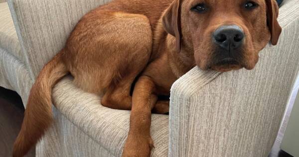 The Strudwick File: Who’s Ready for Snack Time? – Megyn Kelly