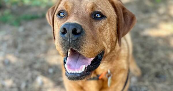 The Strudwick File: Adventure Tails, Part II – Megyn Kelly