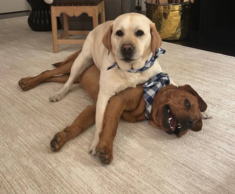 The Strudwick File: Thunder Stands Her Ground – Megyn Kelly