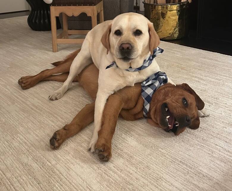 The Strudwick File: Thunder Stands Her Ground – Megyn Kelly