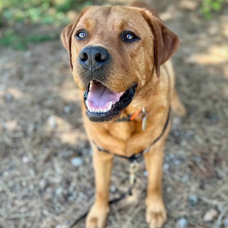 The Strudwick File: Adventure Tails, Part III – Megyn Kelly