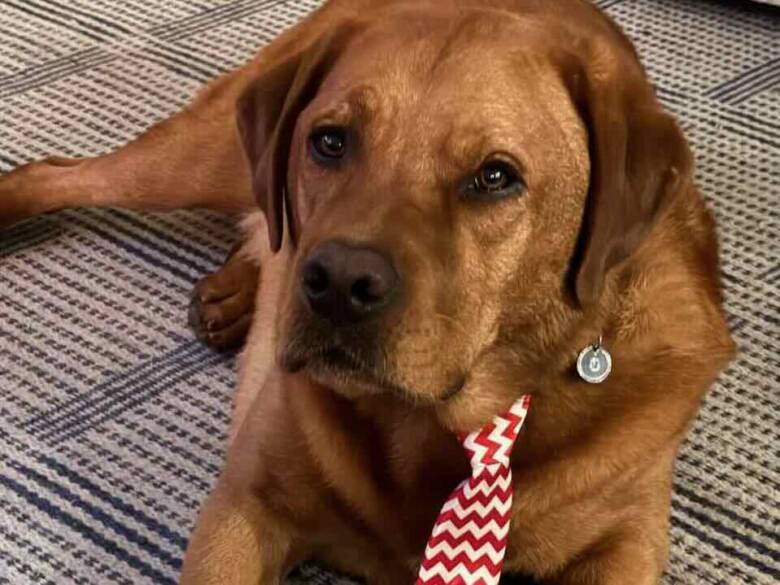 The Strudwick File: Strud’s Holiday Best – Megyn Kelly